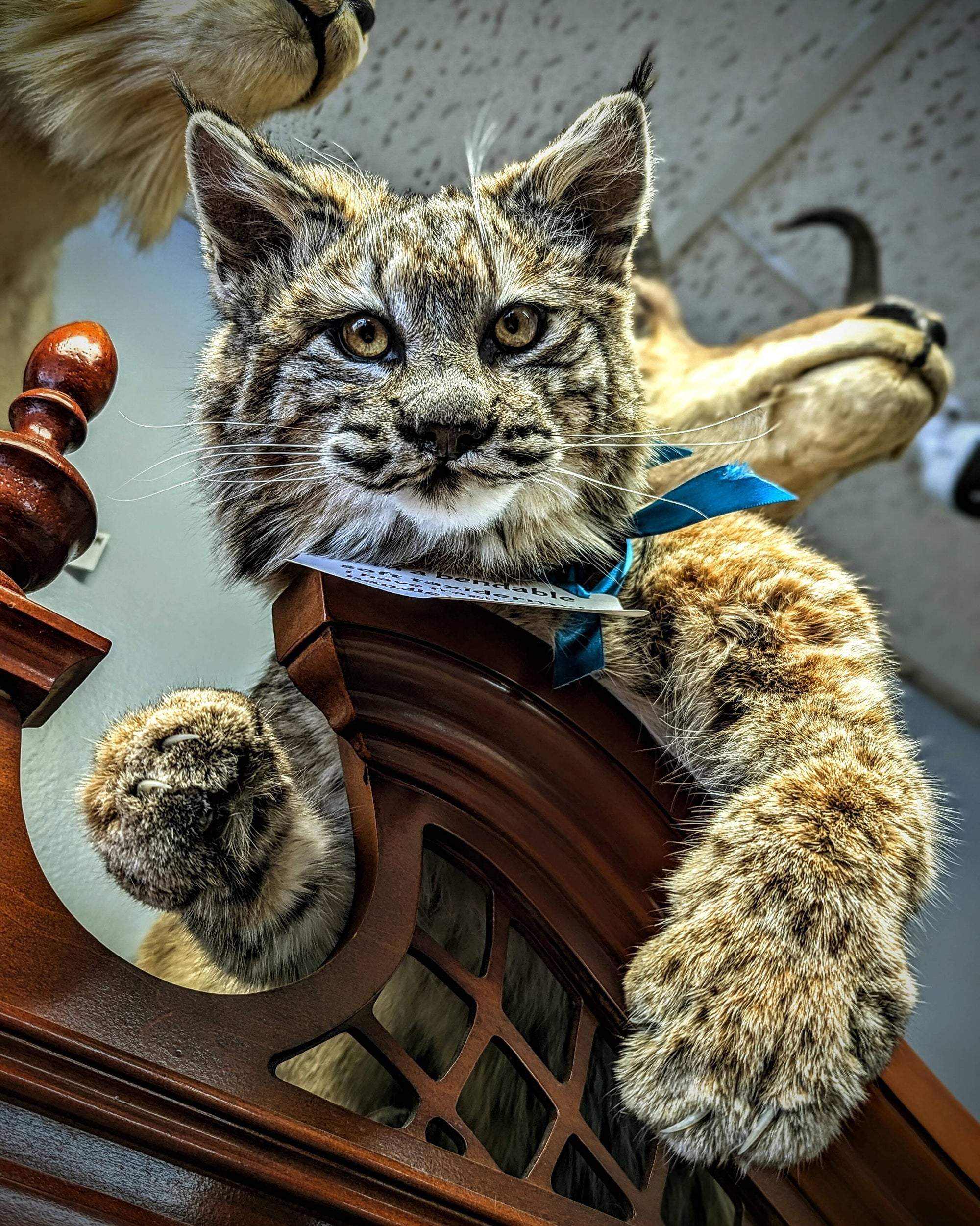 Golden Curiosity Shop | Golden Curiosity Shop