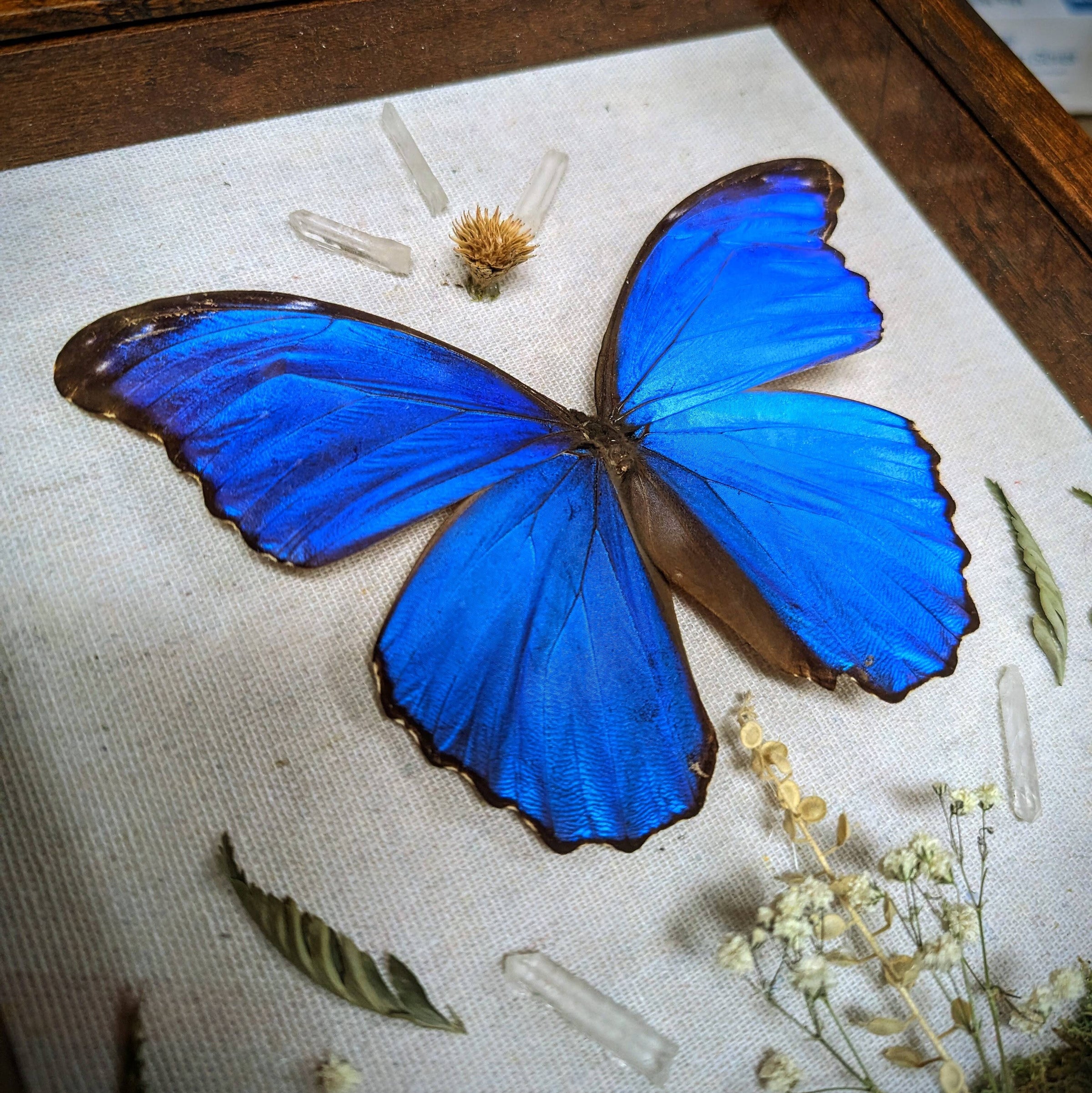 Golden Curiosity Shop | Golden Curiosity Shop