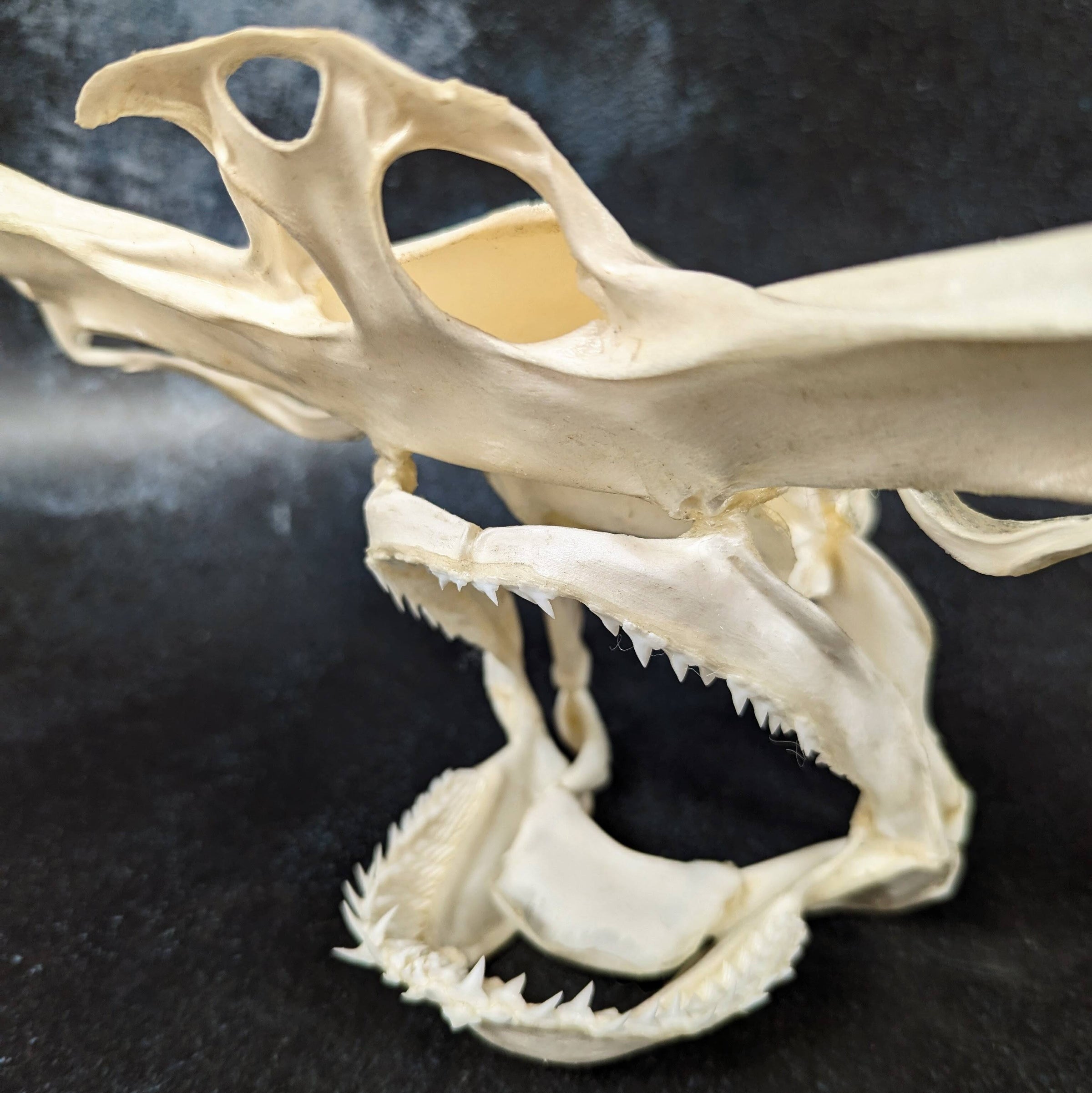 Golden Curiosity Shop | Golden Curiosity Shop